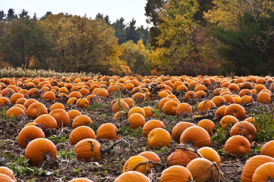 Southeast Missouri Pumpkin Patches & More!